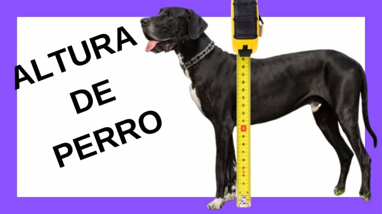 Dónde Está La Cruz De Los Perros | Blog De Perros